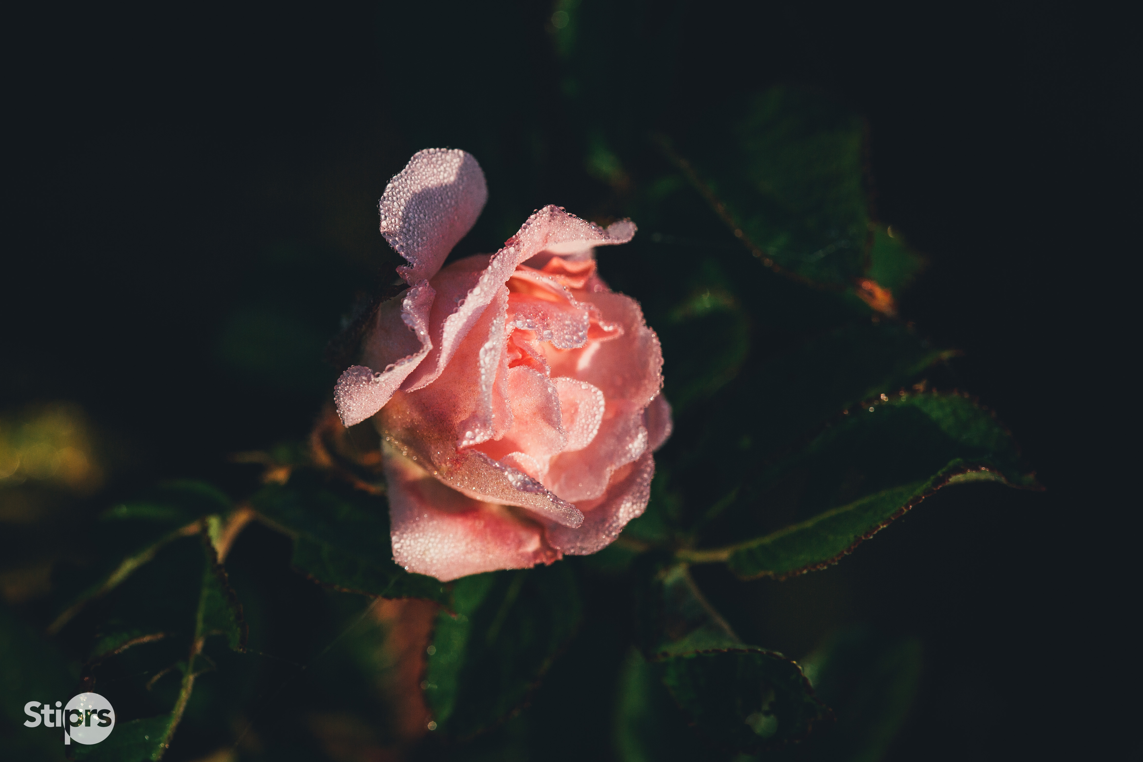 mammadaba - Šī gada kokaugs – smaržlapu roze